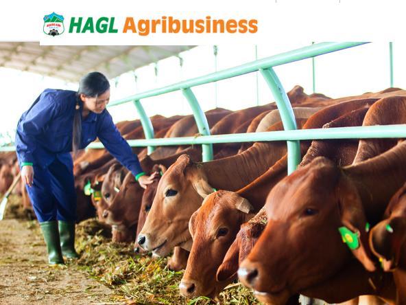 HAG: Credit Suisse đã bán 2 triệu cp | Vietstock