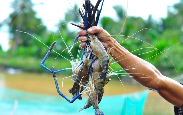 SEA báo lãi ròng quý 4 đột biến nhờ nhận cổ tức hơn ngàn tỷ từ Proconco ...