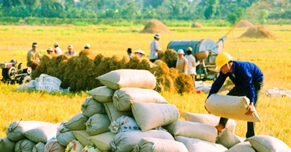 Vietnamese rice exports need diverse markets | Vietstock