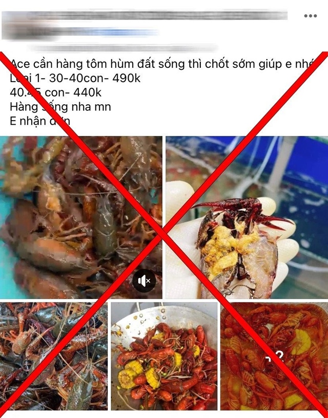 Tôm hùm đất nguy hại được rao bán tràn lan tiền triệu | Vietstock