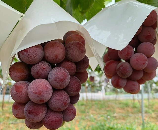 Nho đắt nhất thế giới 250 triệu đồng/chùm giờ chỉ 275 ngàn | Vietstock