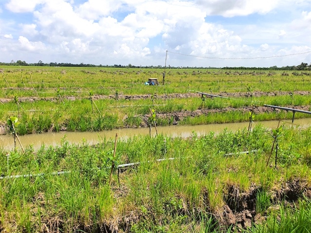 Làn sóng bỏ lúa chuyển sang cây ăn trái vẫn tiếp tục… ‘nóng’! | Vietstock