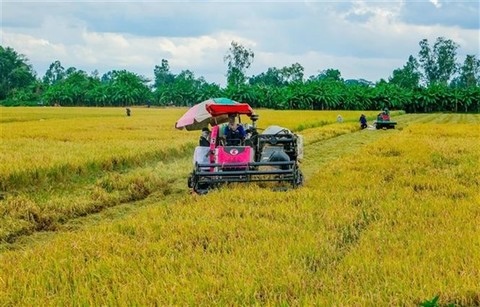 $375 mln fund to boost high-quality, low-carbon rice production | Vietstock