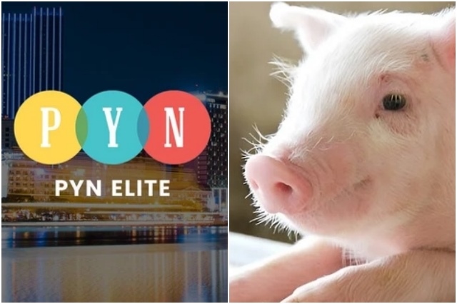 Cá mập PYN Elite liên tục gia tăng sở hữu tại Dabaco | Vietstock