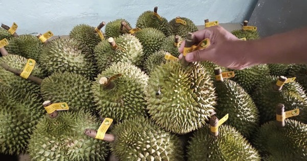Sầu riêng Việt “một mình một chợ”, giá cao ngất ngưởng | Vietstock