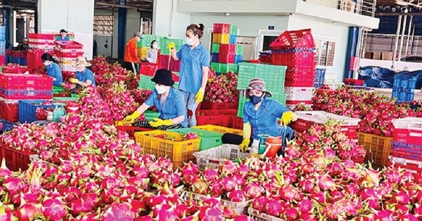 Thanh long bất ngờ soán ngôi 'vua' trái cây Việt Nam | Vietstock